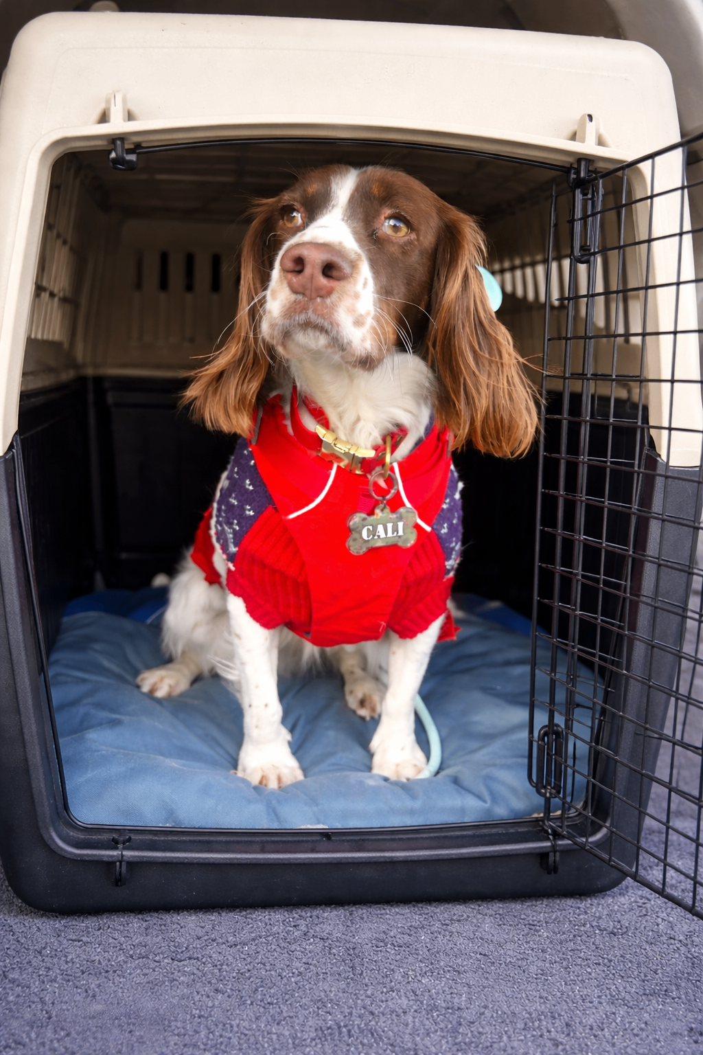 Springer and Cocker Haven | Spaniel Puppies